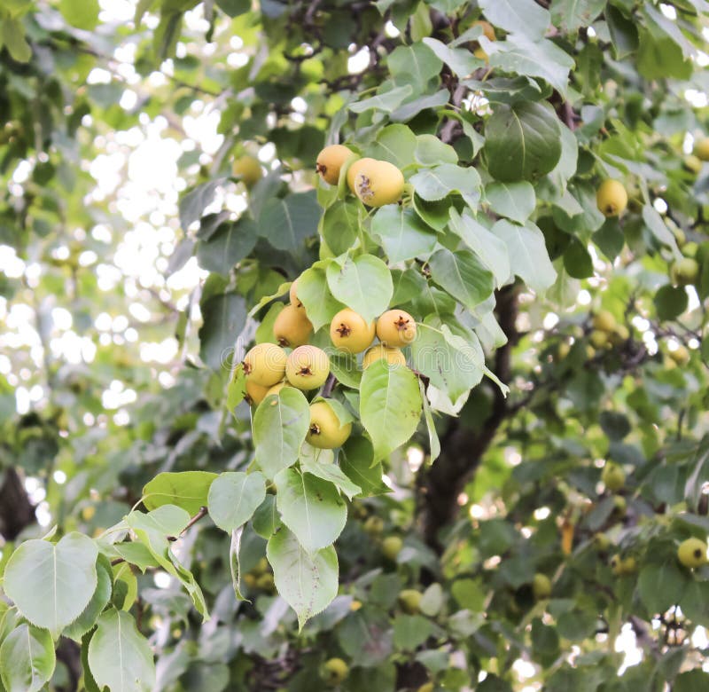 Fruits of a wild pear stock image. Image of plant, leaves - 65081721