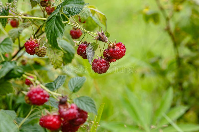 The Fruits of Wild Raspberries Grow among the Grass, Mid Summer Stock ...