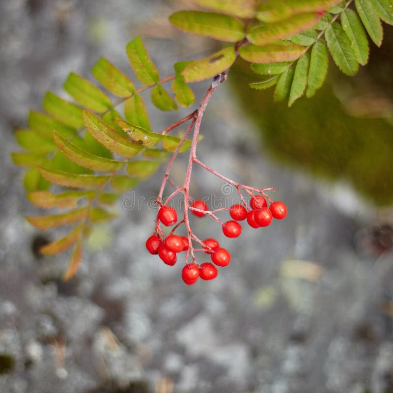 Fruits of Wild Red Mountain Ash Stock Photo - Image of green, brightly ...