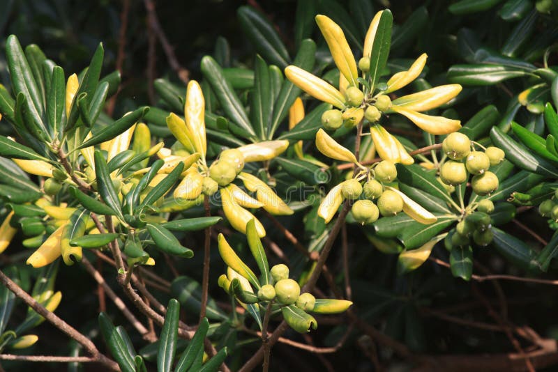 Fruits of Wild Rhododendron Closeup Stock Image - Image of decorative ...