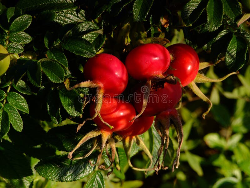 Fruits of wild rose stock image. Image of summer, vitamin - 20594127