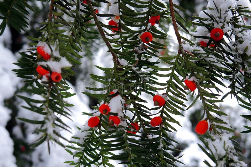 The fruits of yew trees stock photo. Image of nature - 105580476