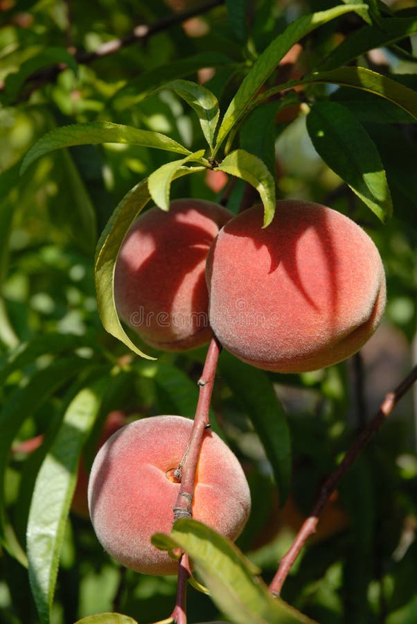 Red Pech Stock Photos - Free & Royalty-Free Stock Photos from Dreamstime