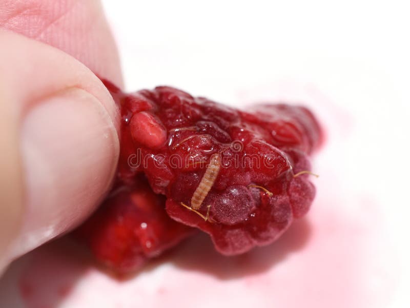 Fruitworm Eating on a Red Raspberry Stock Photo - Image of tomentosus ...