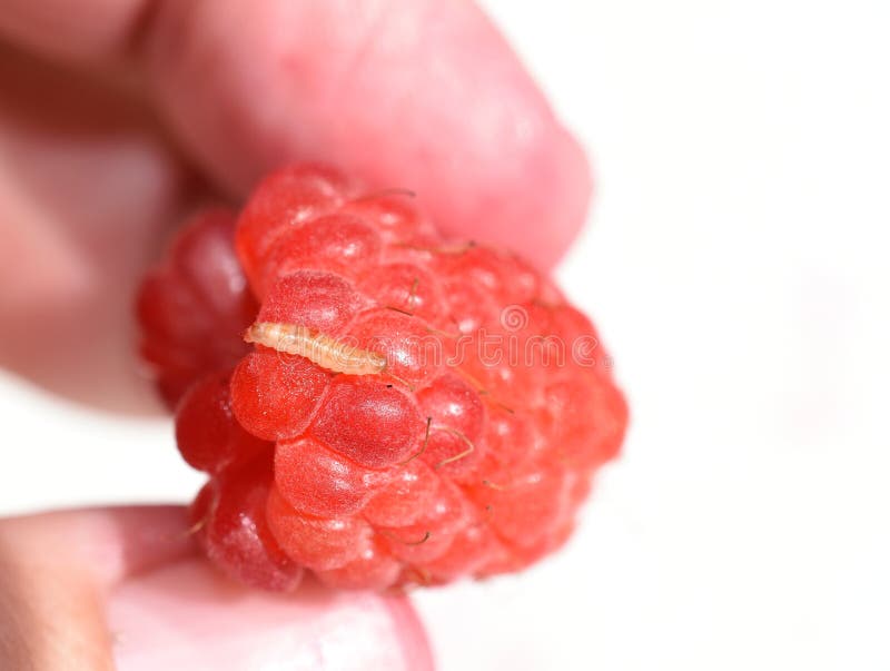 Fruitworm Eating on a Red Raspberry Stock Photo - Image of worm ...