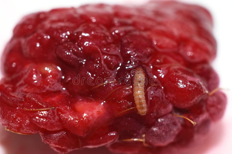 Fruitworm Eating on a Red Raspberry Stock Photo - Image of worm ...