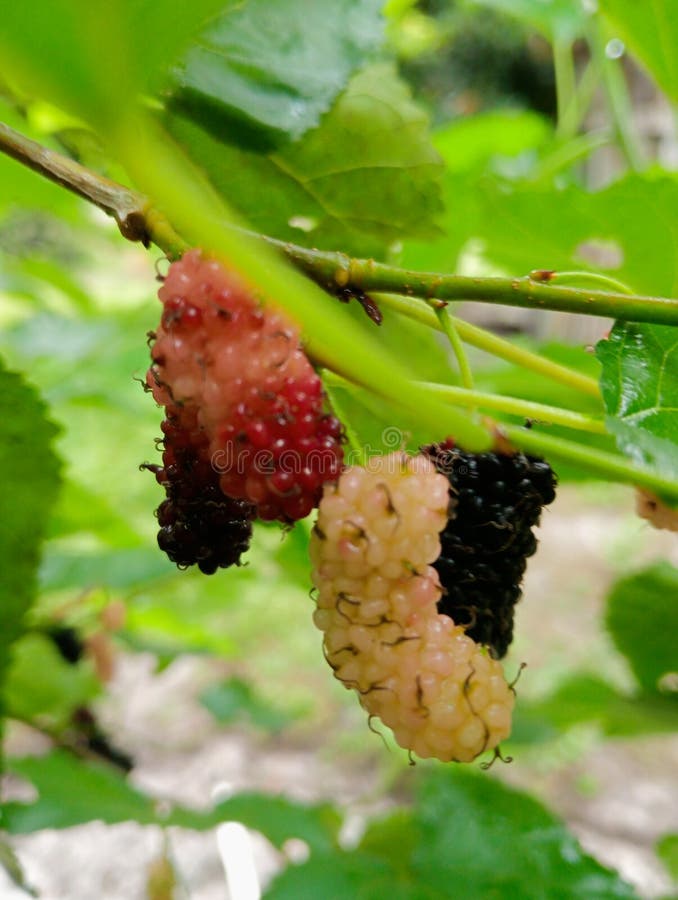 Fruity blue berry fresh stock image. Image of blue, fresh - 346190187