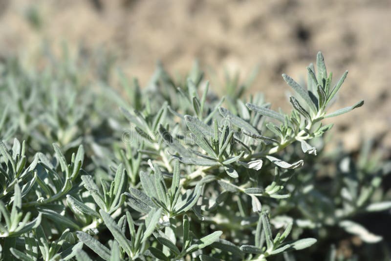 Cossonii Stock Photos - Free & Royalty-Free Stock Photos from Dreamstime