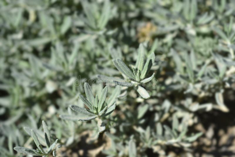 Fruity germander stock photo. Image of close, nature - 258895420