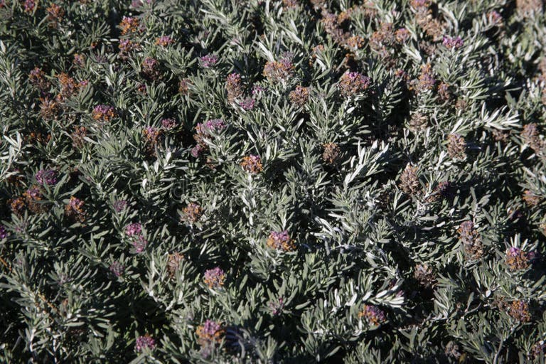 Fruity Germander, Teucrium Majoricum Stock Image - Image of nature ...
