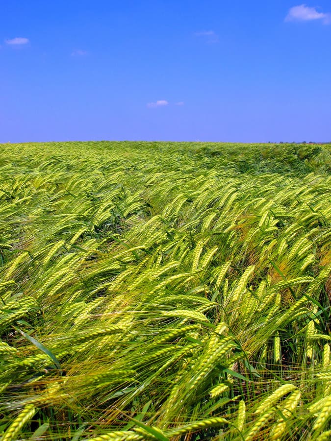 Frumento immagine stock. Immagine di campagna, salute - 23267203