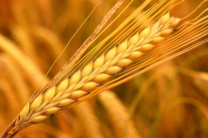 Frumento immagine stock. Immagine di alimento, isolato - 2437917