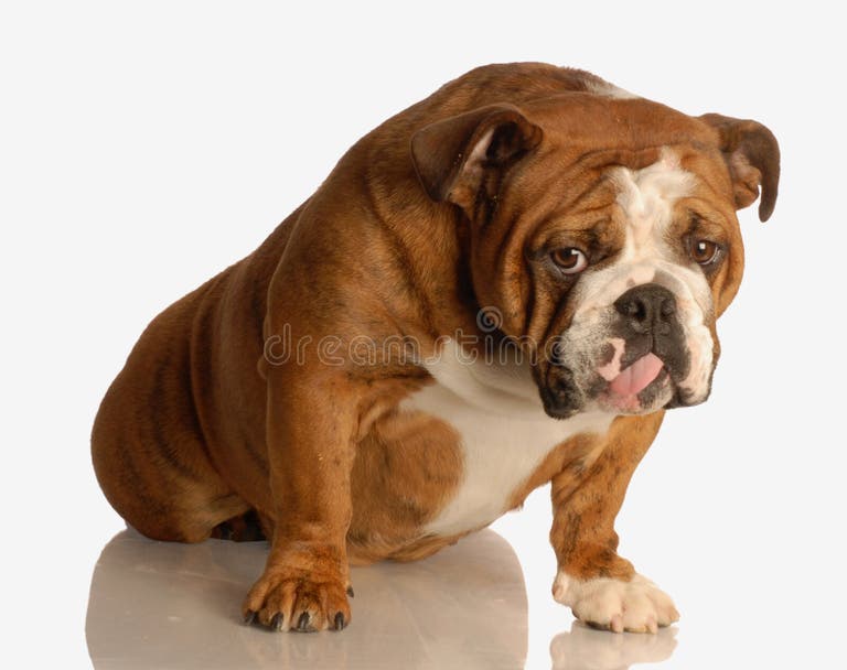 Frustrated dog stock photo. Image of emotion, english - 7690224