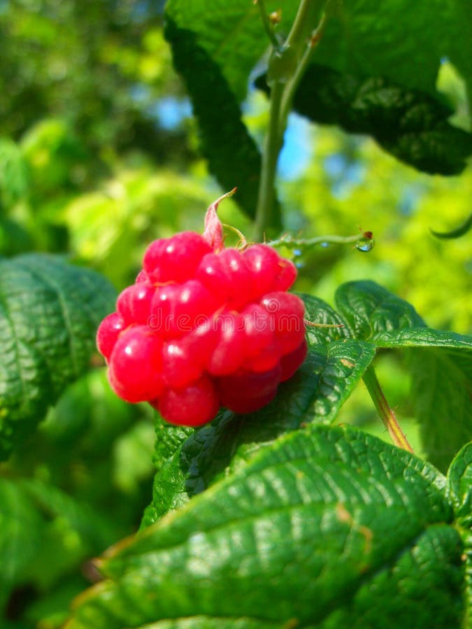 Frut stock photo. Image of plants, beauty, green, frut - 161066640