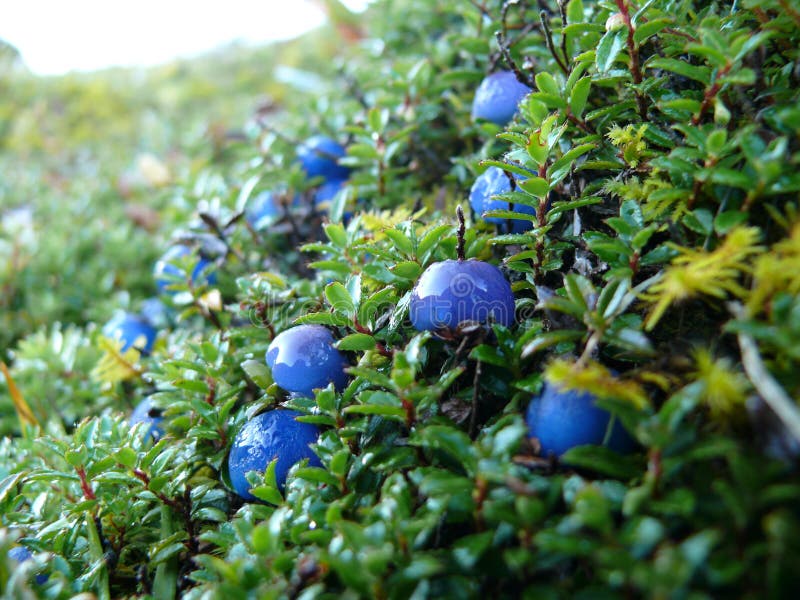 Fruta azul imagen de archivo. Imagen de detalle, baya - 49127985