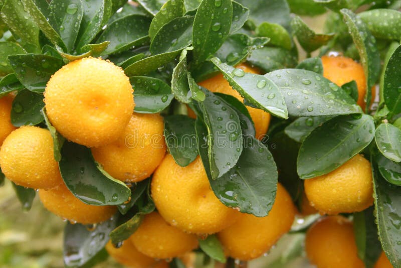 Fruta cítrica foto de archivo. Imagen de producto, travieso - 879768