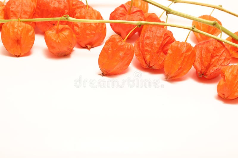 Fruta China Aislada En Un Fondo Blanco. Foto de archivo - Imagen de ...