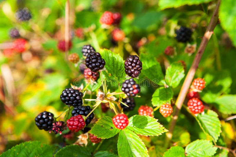 Fruta Comestible Del Bosque Foto de archivo - Imagen de bosque, fruta ...