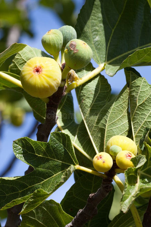Fruta da árvore de figo foto de stock. Imagem de orgânico - 26417046