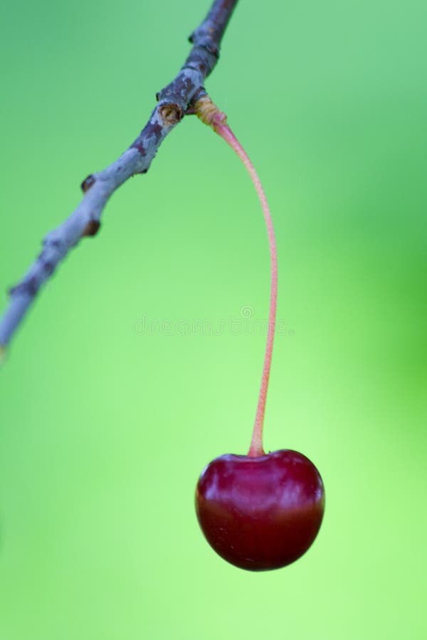 Fruta da cereja foto de stock. Imagem de sozinho, fruta - 2765016