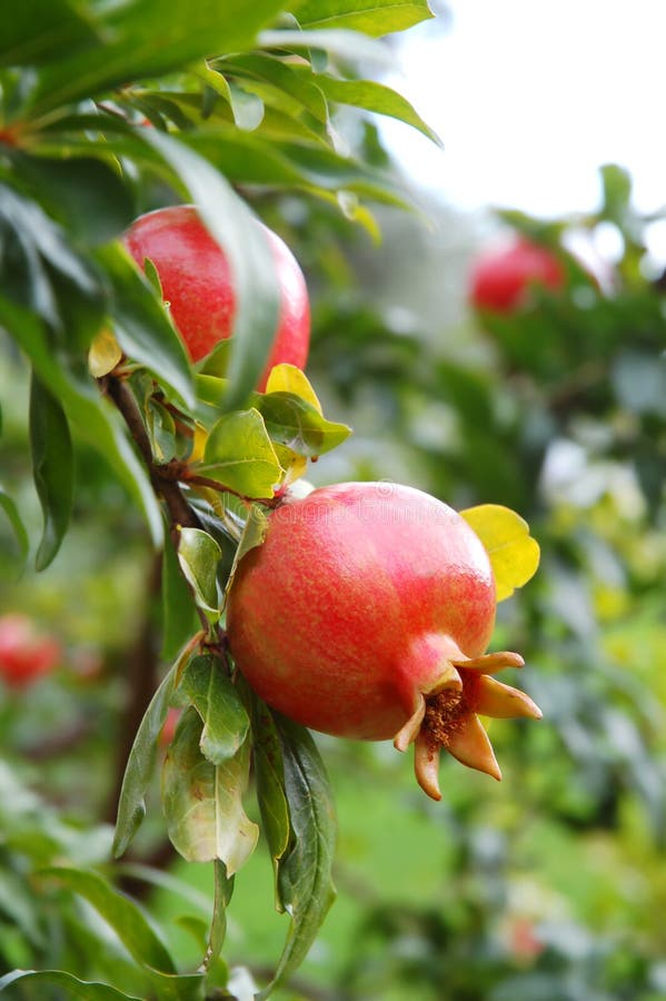 Fruta da romã foto de stock. Imagem de branco, vermelho - 59747044