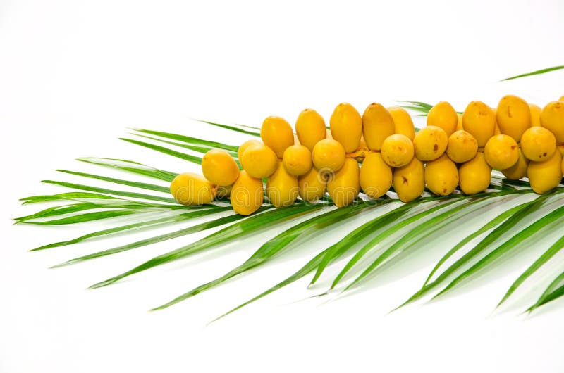 Tâmaras frescas imagem de stock. Imagem de datas, duro - 9944049