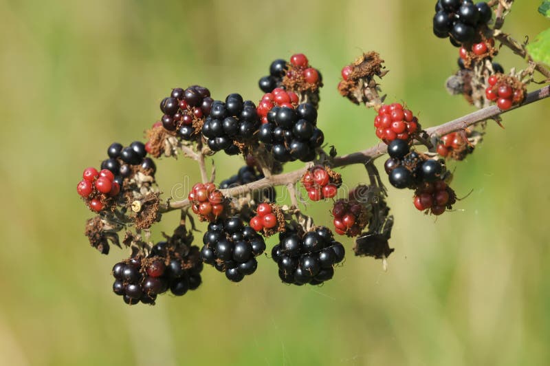 Fruta De Blackberry En Arbusto De Zarza Imagen de archivo - Imagen de ...