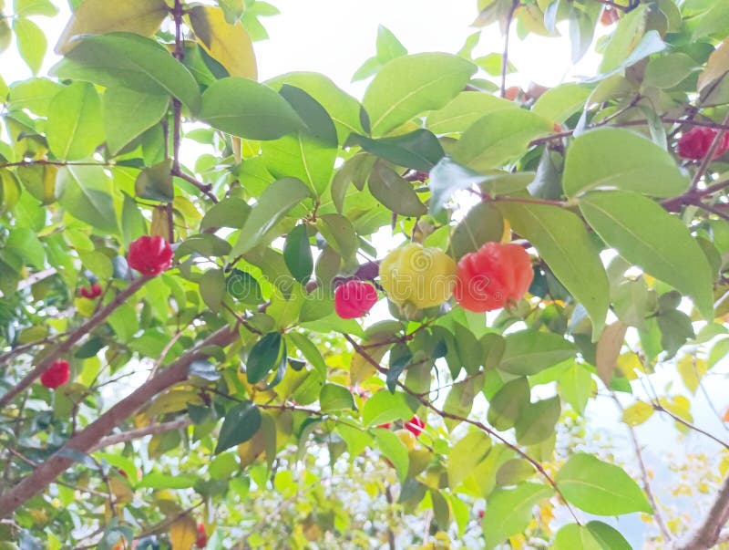 Fruta De Cermai Con Sabor Dulce Y Amargo En La Indonesia Occidental De ...