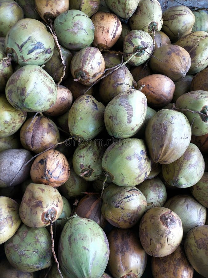 Fruta De Coco Para Una Bebida Saludable Foto de archivo - Imagen de ...