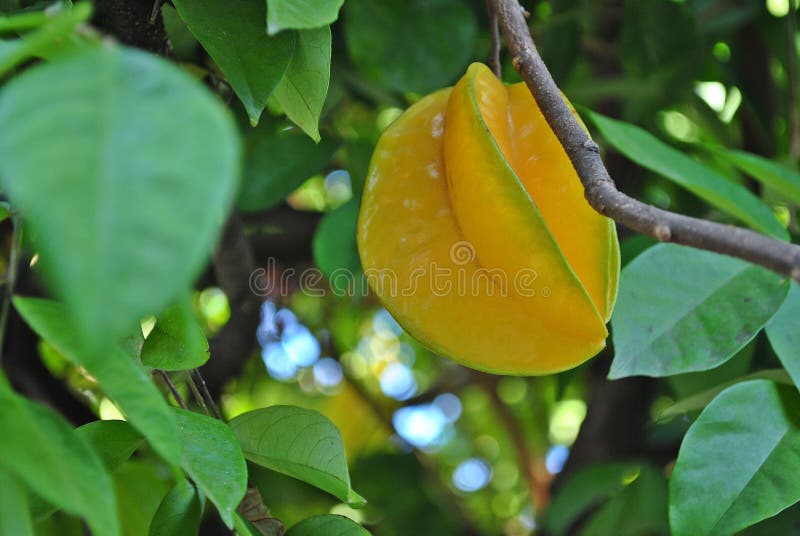 Ponga Verde La Fruta De Estrella Foto de archivo - Imagen de hoja ...