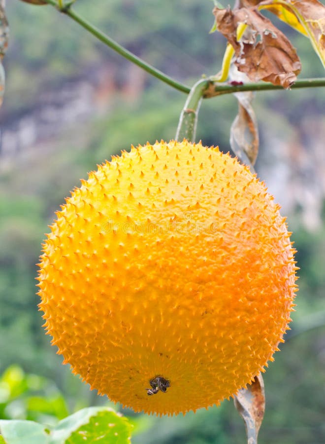 Fruta De Gac, Frutas Para Sano. Foto de archivo - Imagen de alimento ...