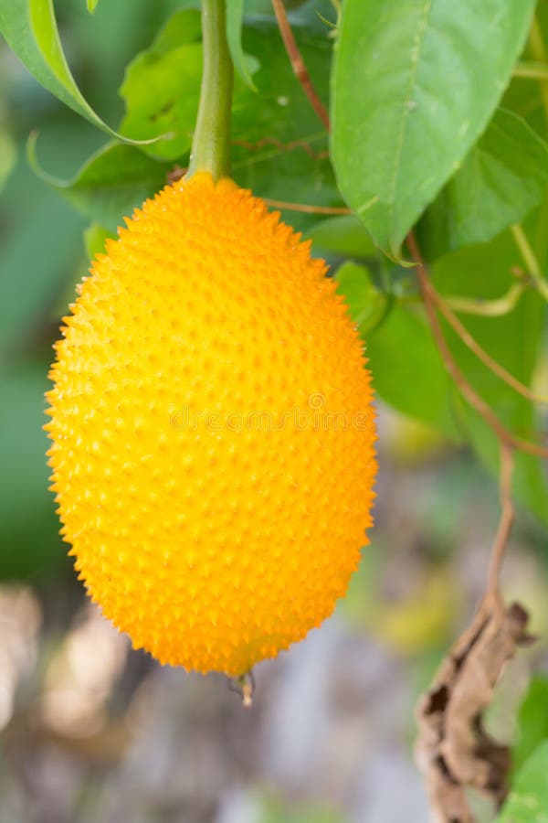Fruta De Gac Colgada En La Vid Imagen de archivo - Imagen de manojo ...
