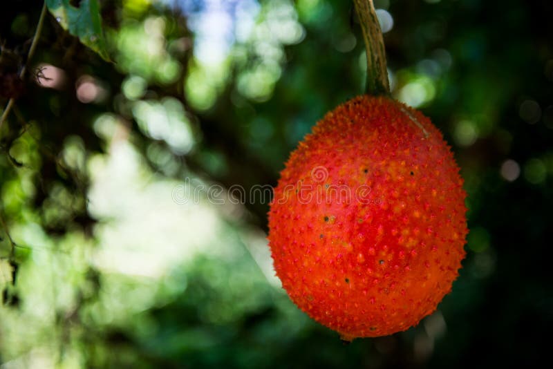 Fruta de Gac en el campo foto de archivo. Imagen de medicinal - 78850752
