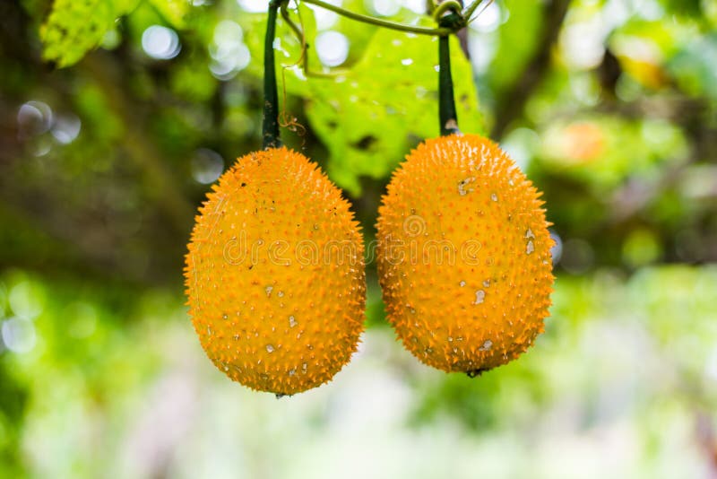 Fruta de Gac en el campo foto de archivo. Imagen de dulce - 97327246