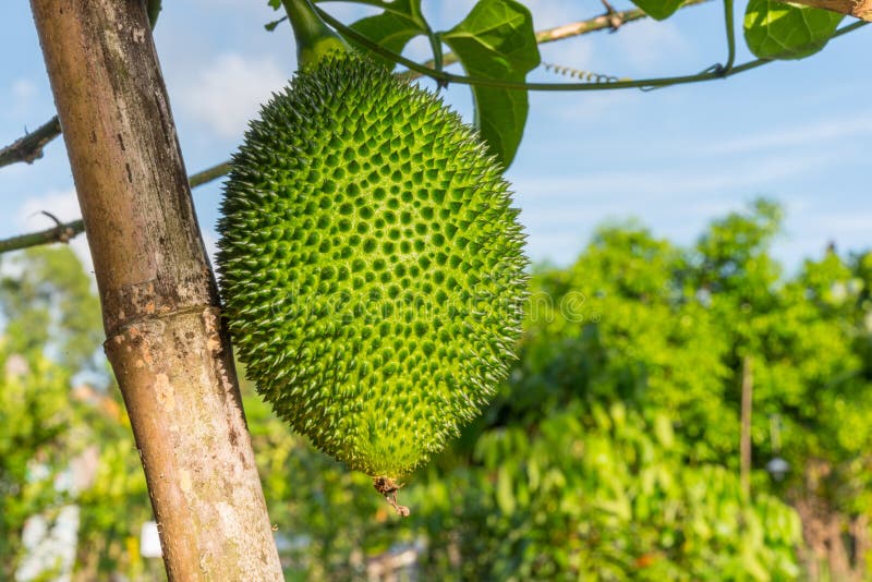 Fruta de Gac en una granja foto de archivo. Imagen de argumentos - 94939788