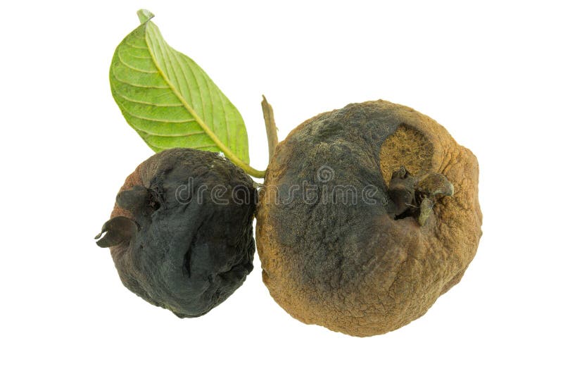 Fruta De Guayaba Putrefacta Con La Hoja Seca Aislada En El Fondo Blanco ...