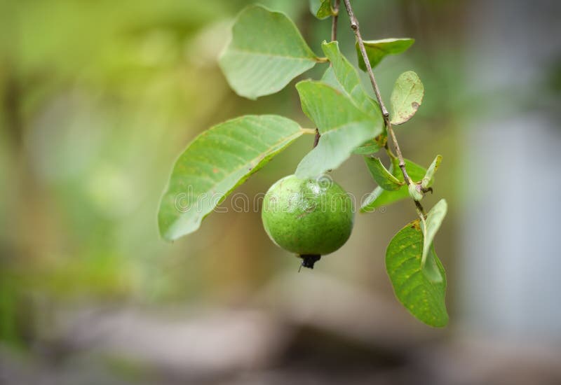 Fruta De Guayaba Verde De Apple Imagen de archivo - Imagen de frondoso ...