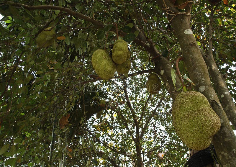 Fruta de Jack foto de stock. Imagem de tronco, tropical - 16340644