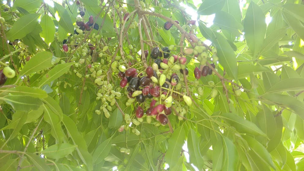Fruta de Jambul foto de archivo. Imagen de fruta, alimento - 70533638