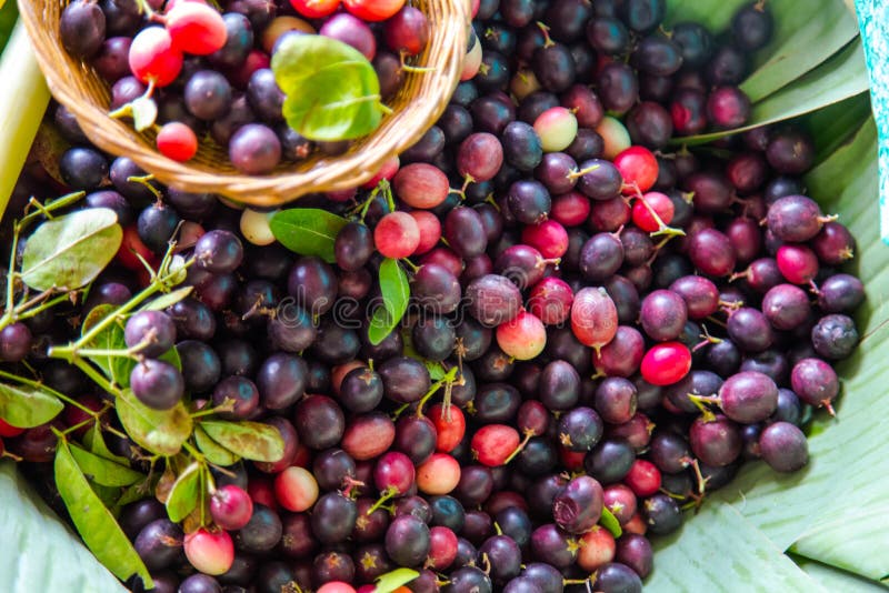 Fruta De Karanda, Carandas L Del Carissa Imagen de archivo - Imagen de ...