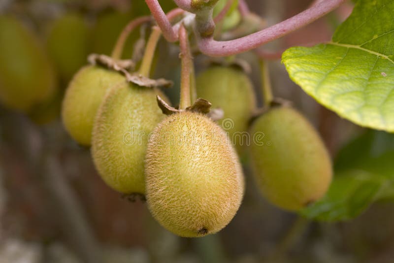 Fruta de kiwi foto de archivo. Imagen de sano, jugoso, dulce - 651690