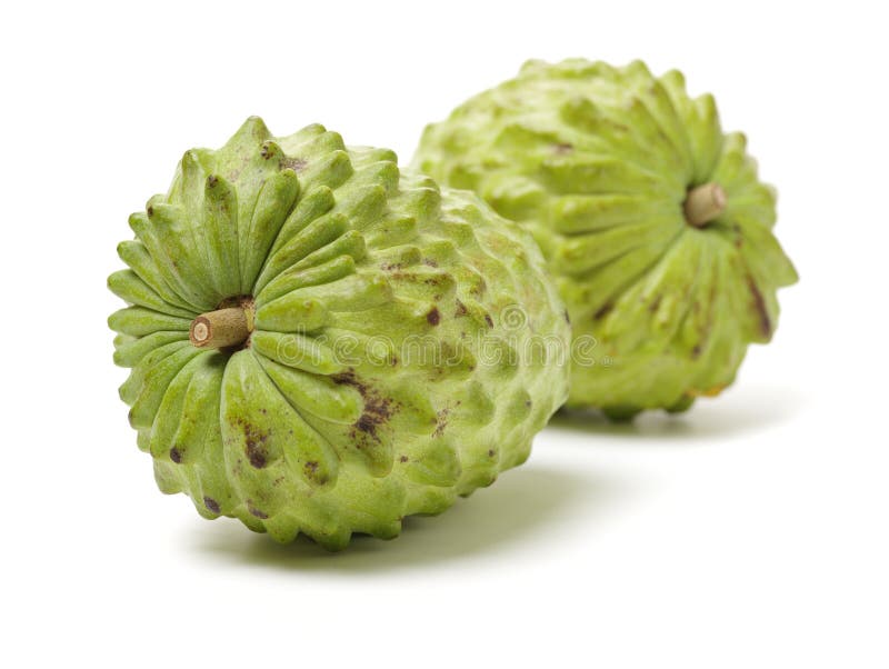 Fruta de la anona en árbol imagen de archivo. Imagen de manzana - 95433257