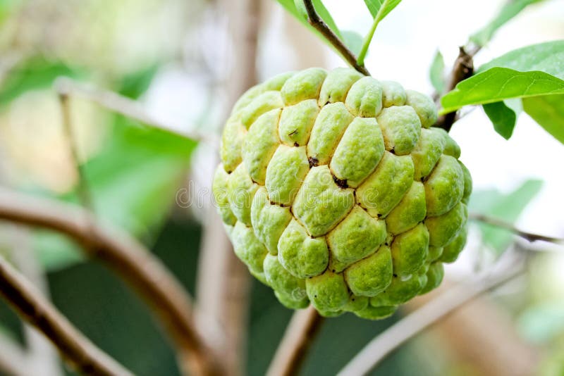 Fruta de la anona foto de archivo. Imagen de frescura - 29614688