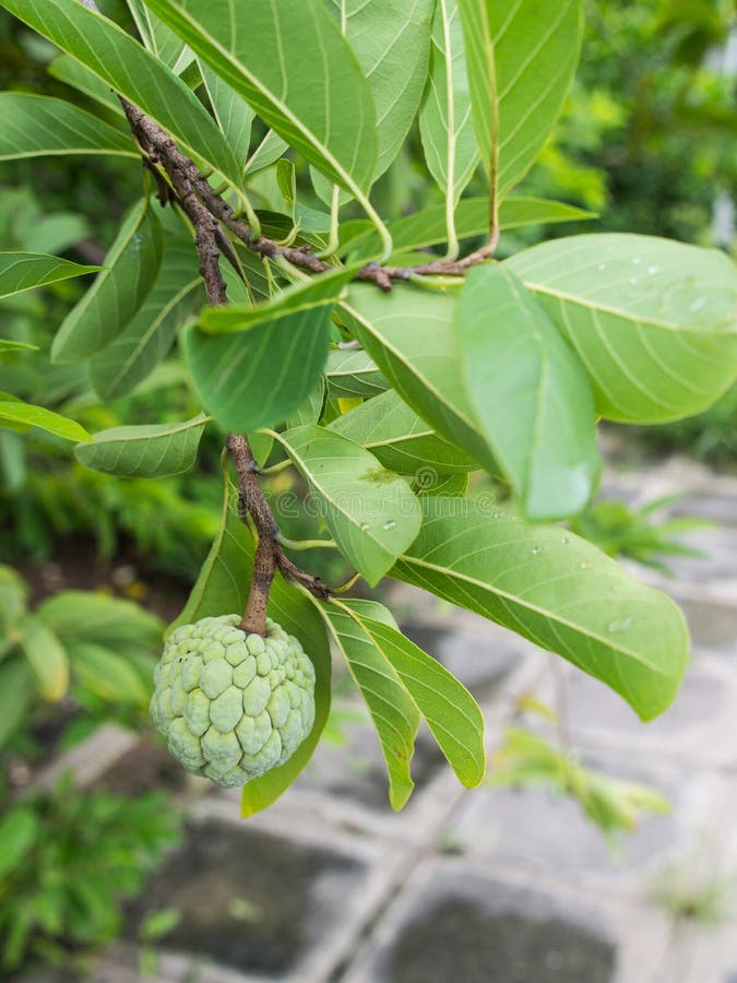 Fruta de la anona imagen de archivo. Imagen de verde - 79735879