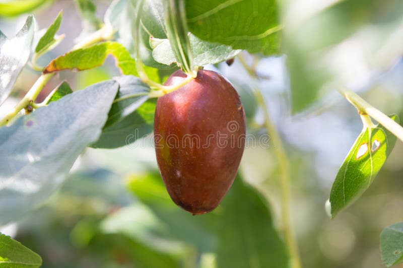 Fruta de la azufaifa foto de archivo. Imagen de agricultura - 138137428