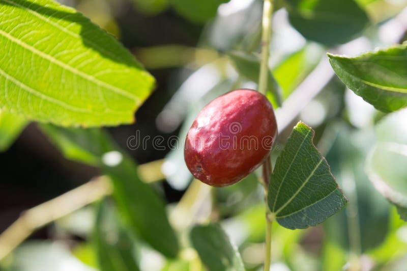Fruta de la azufaifa imagen de archivo. Imagen de planta - 138137499