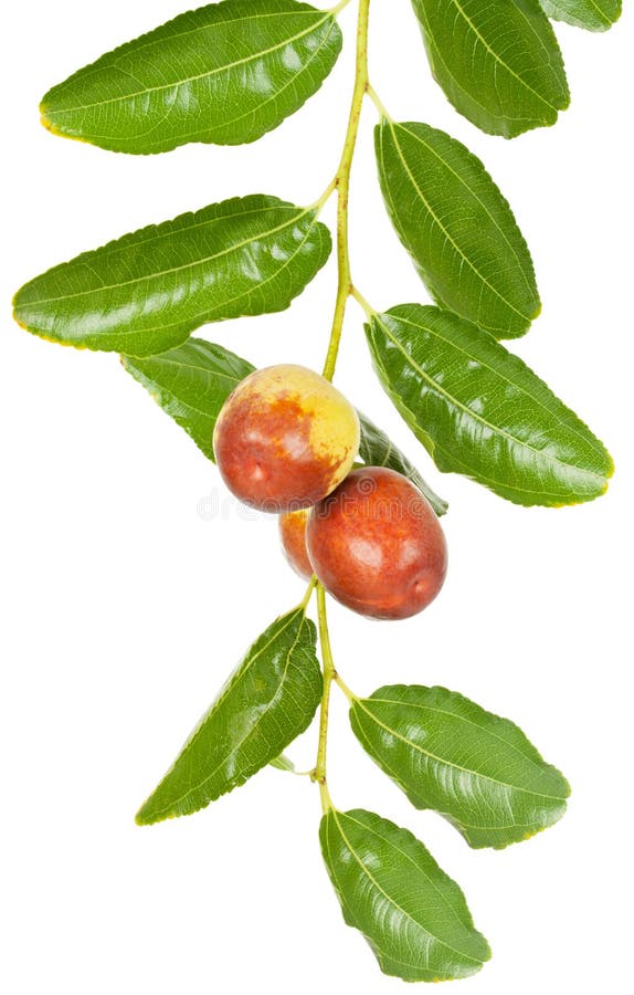 Fruta de la azufaifa imagen de archivo. Imagen de alimento - 26895609