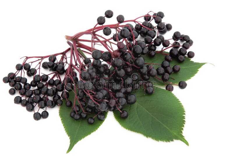Fruta de la baya del saúco foto de archivo. Imagen de vitamina - 28684942