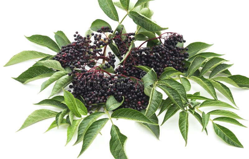 Fruta De La Baya Del Saúco Negra Imagen de archivo - Imagen de hoja ...