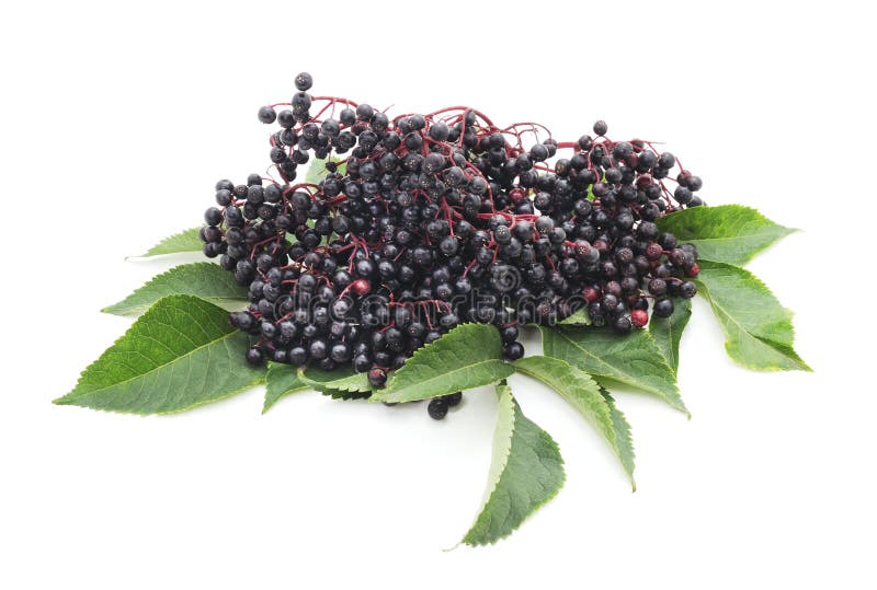 Fruta De La Baya Del Saúco Negra Imagen de archivo - Imagen de hoja ...